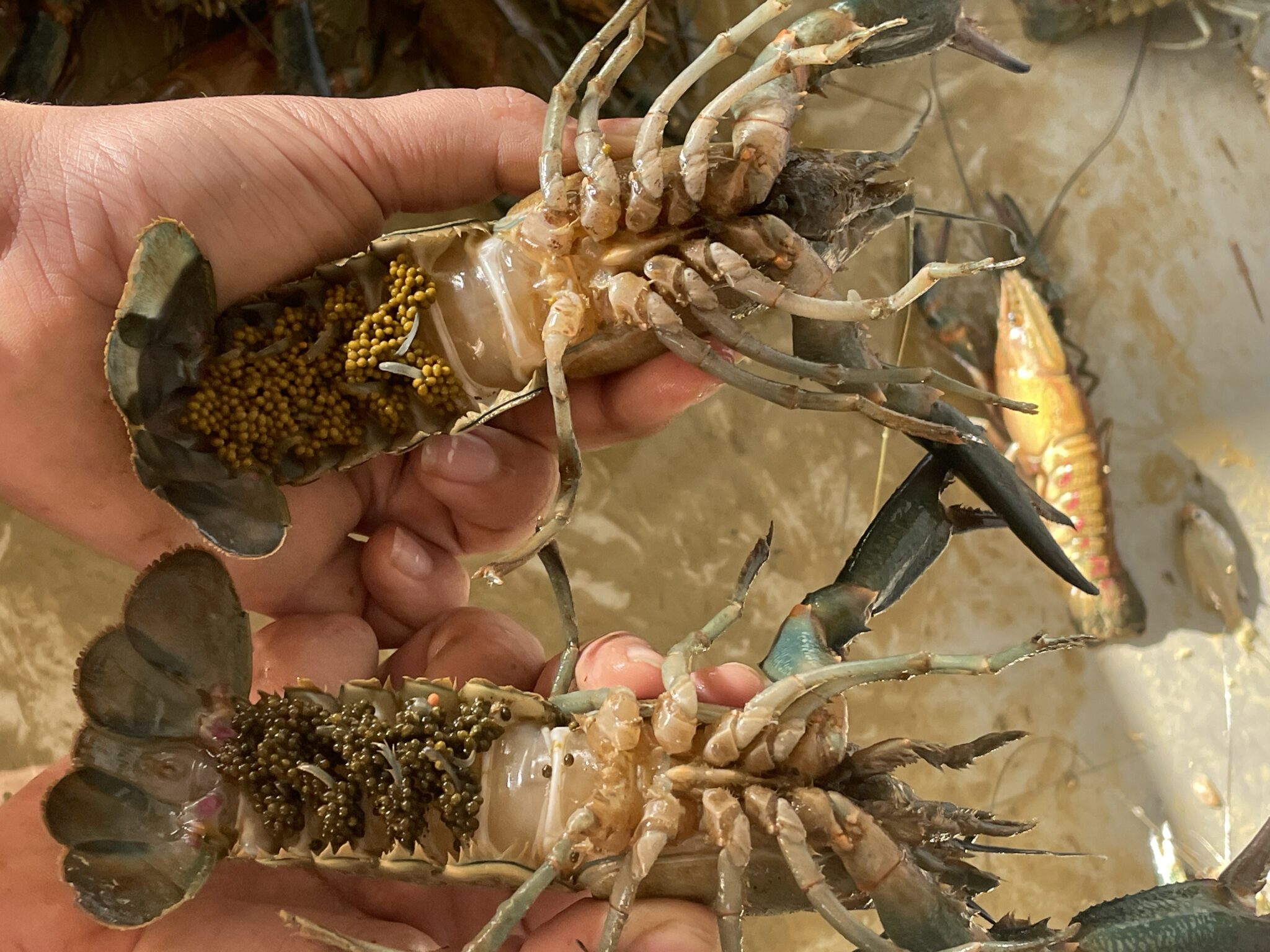 Our story | Barron River Redclaw