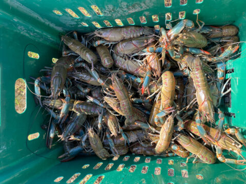 Wholesale | Barron River Redclaw